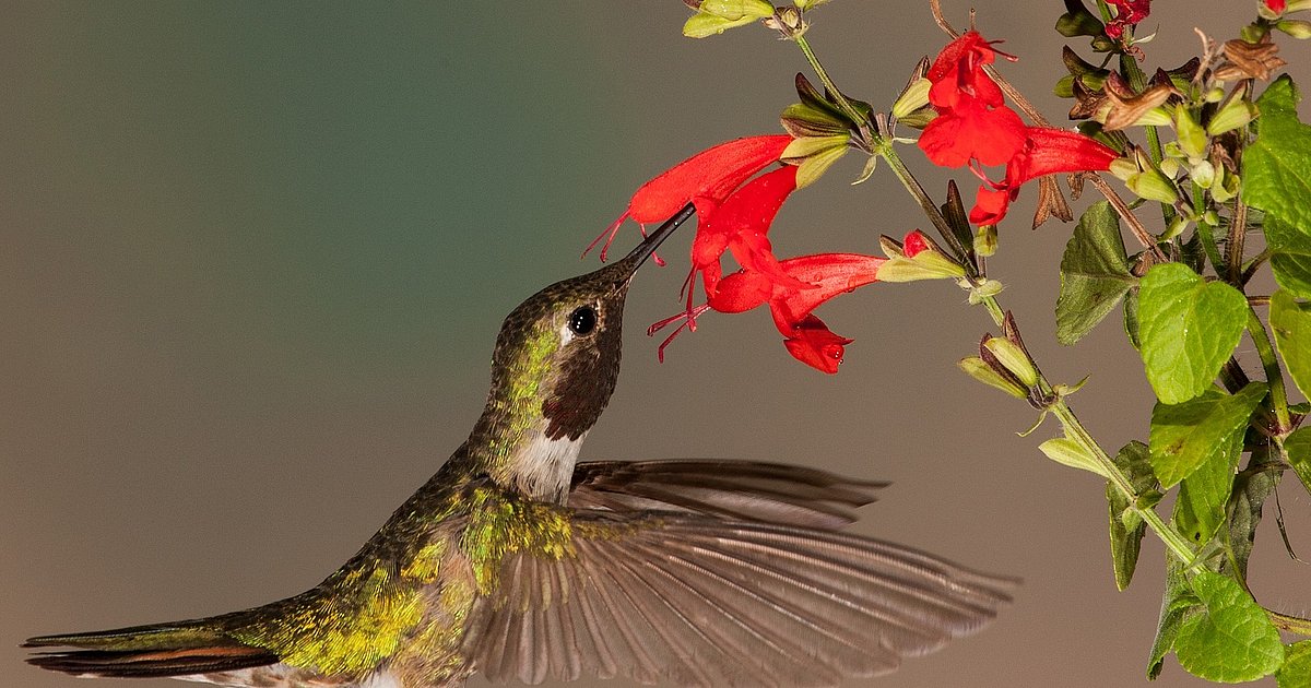 Developing the predictive ecology of plant-animal interactions across ...