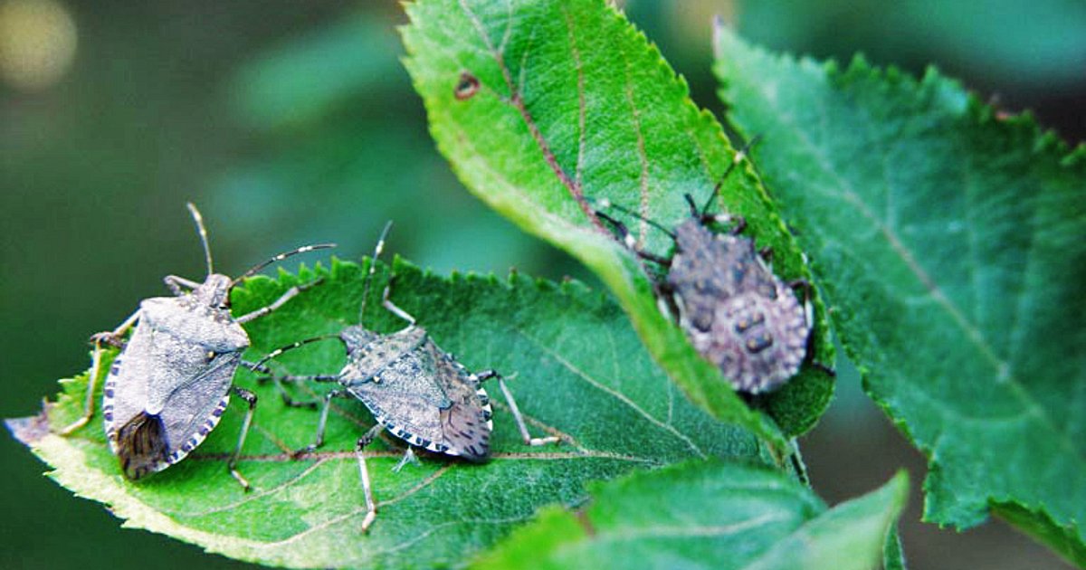 Inviting trouble: How the tree of heaven promotes the advance of the ...