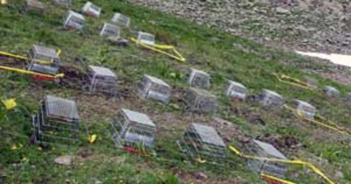 Global Treeline Range Expansion Experiment (G-TREE) Davos