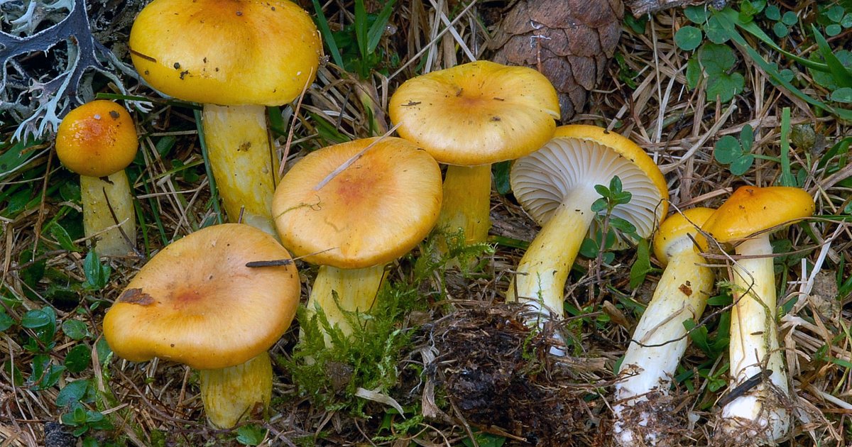 Fungi are sensitive to a warmer climate