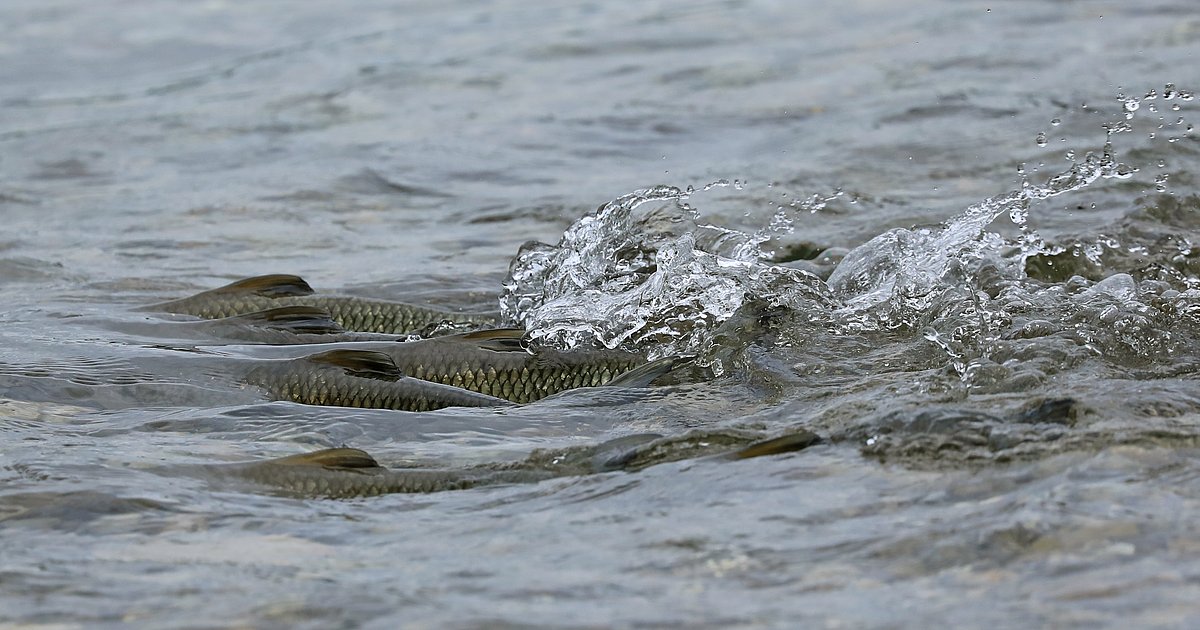 Early warning tool for river fish in heatwaves