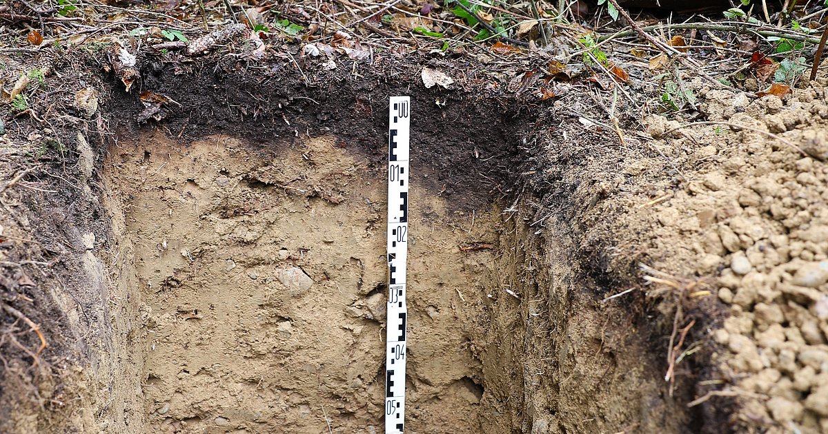 How disturbances influence carbon sequestration in forest soils
