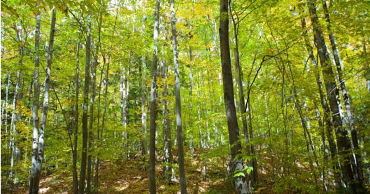 Forests under stress: Understanding how species interact and adjust to ...