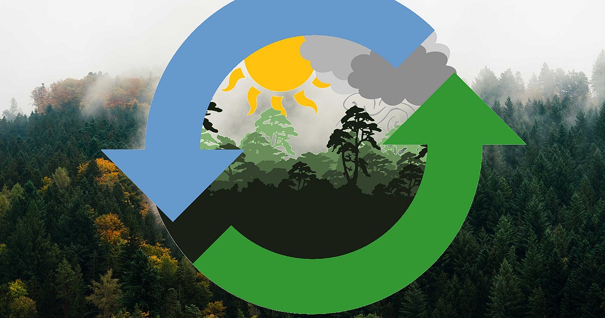 Feedbacks between Biodiversity and Climate