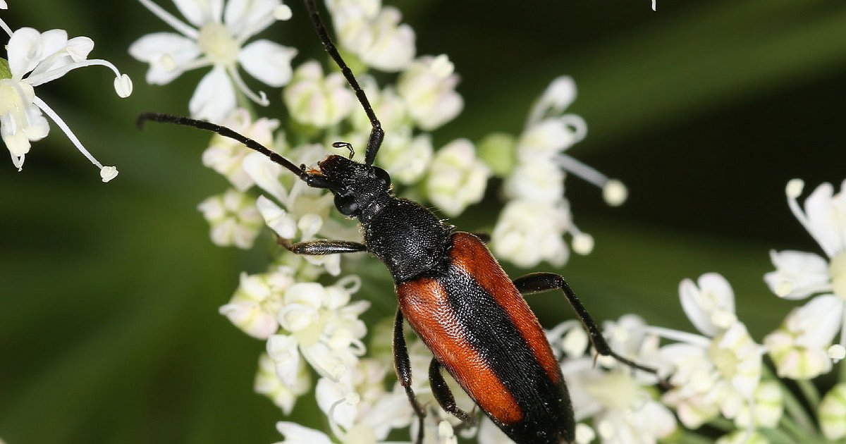 Insect biomass development in Switzerland
