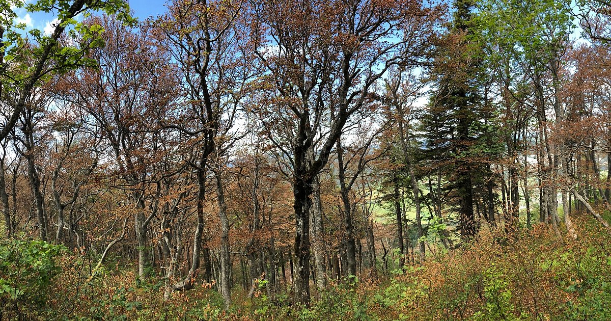 Tracking the isotopic fingerprint of defoliation in tree rings