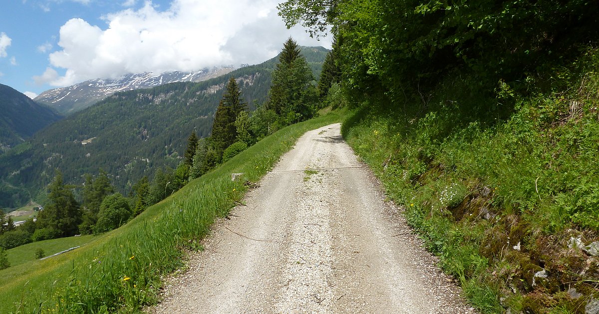 Forest road network