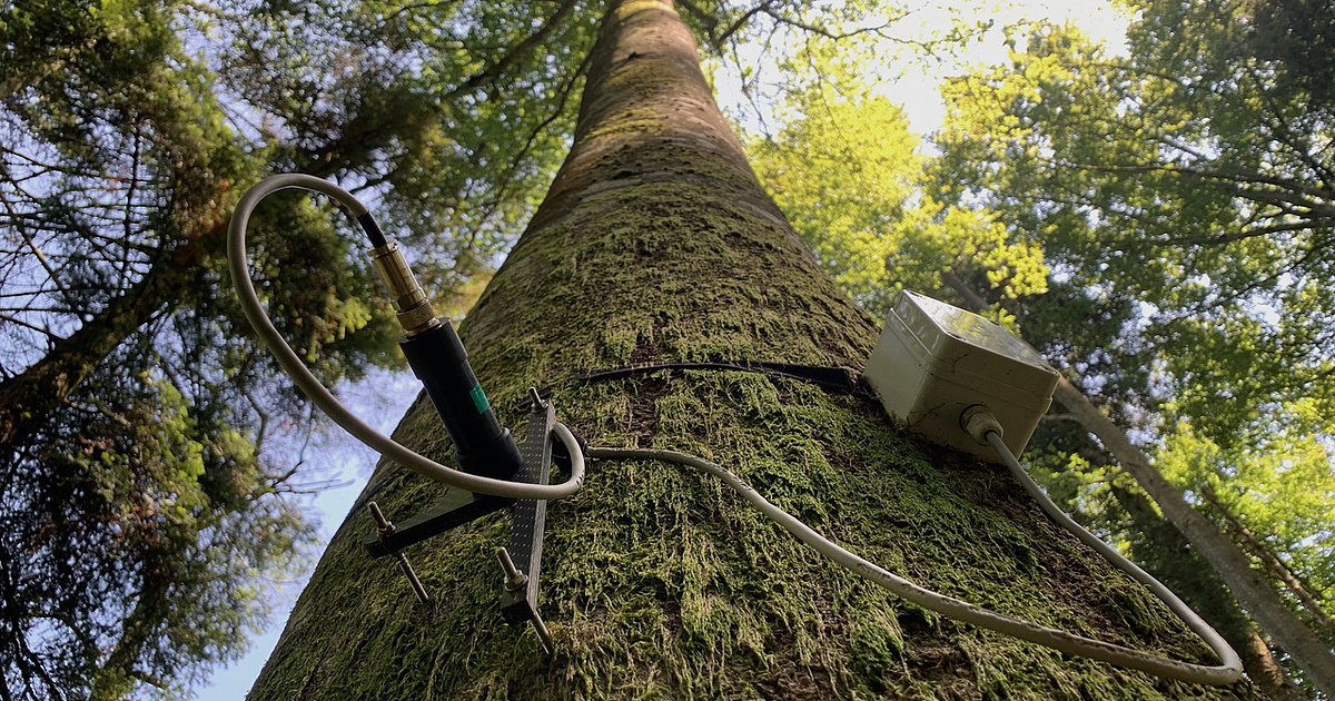 A few days determine the growth of temperate trees