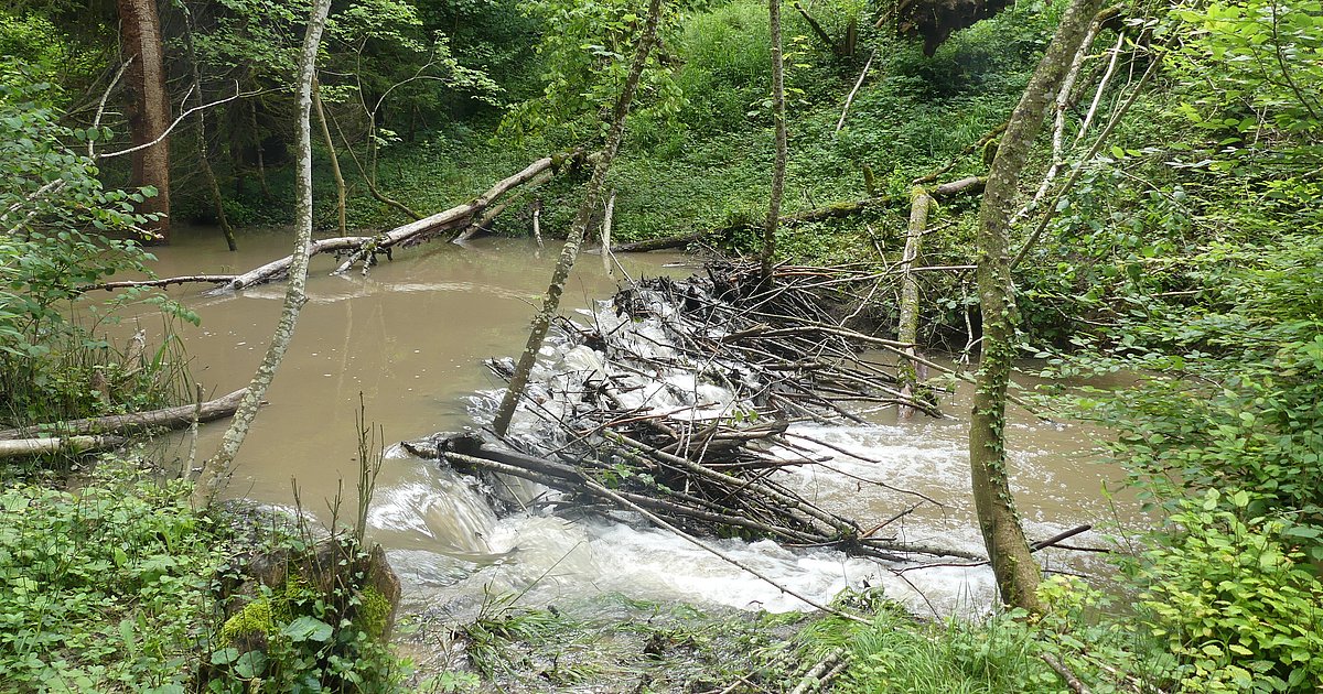 Species interactions in beaver engineered habitats link land-water ...