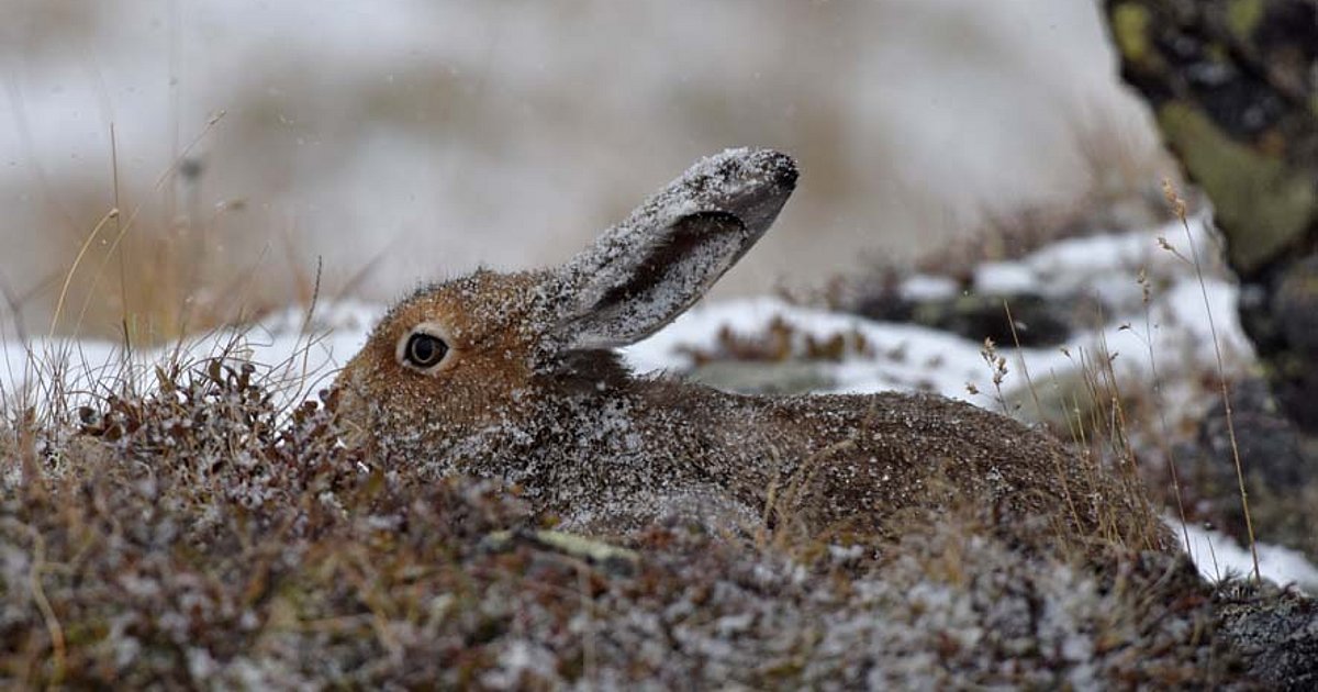 Distribution, abundance und dynamics of a mountain hare population in ...