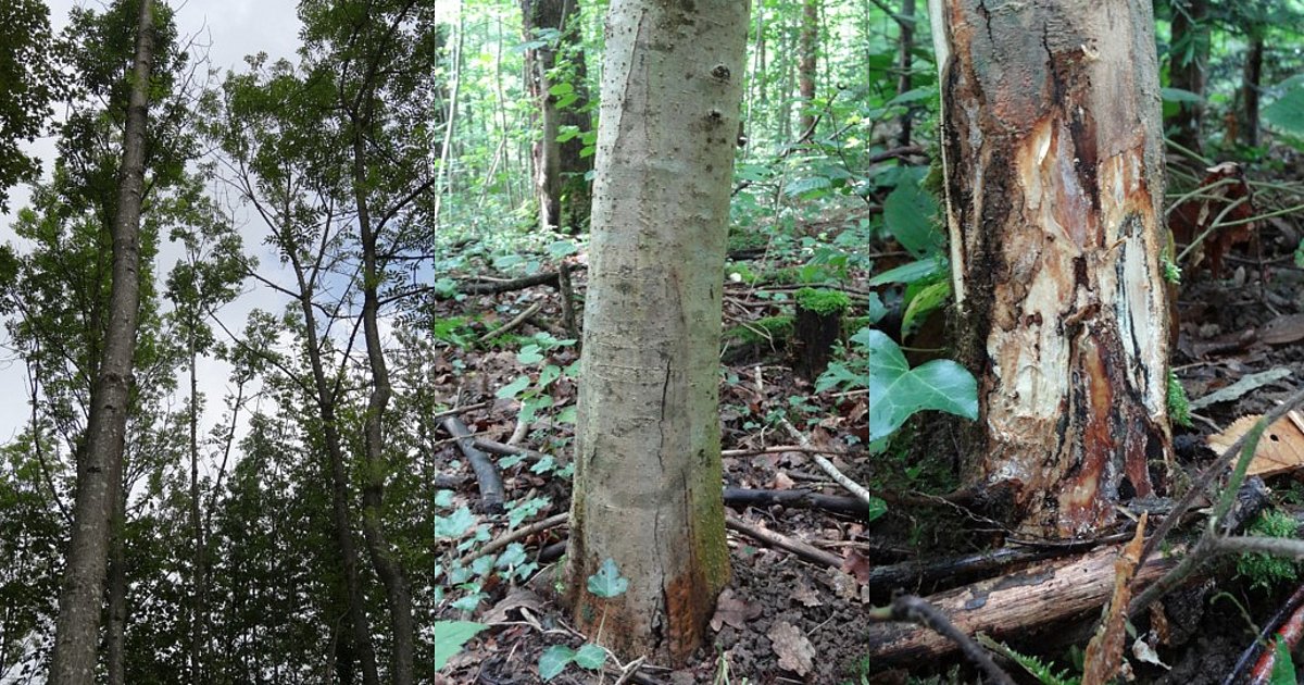 Resistance of ash trees affected by ash dieback and Armillaria root rot ...