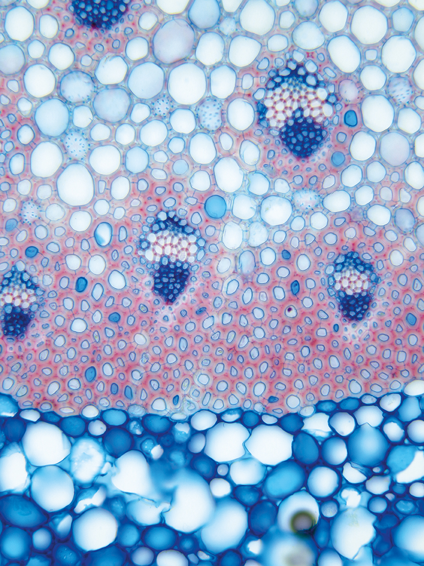 Monocots - Database of anatomical images