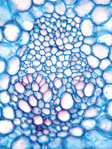 Monocots - Database of anatomical images