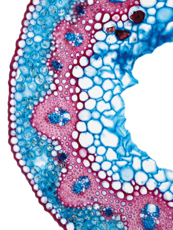 Monocots - Database of anatomical images