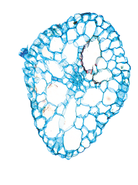 Monocots - Database of anatomical images