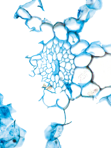 Monocots - Database of anatomical images