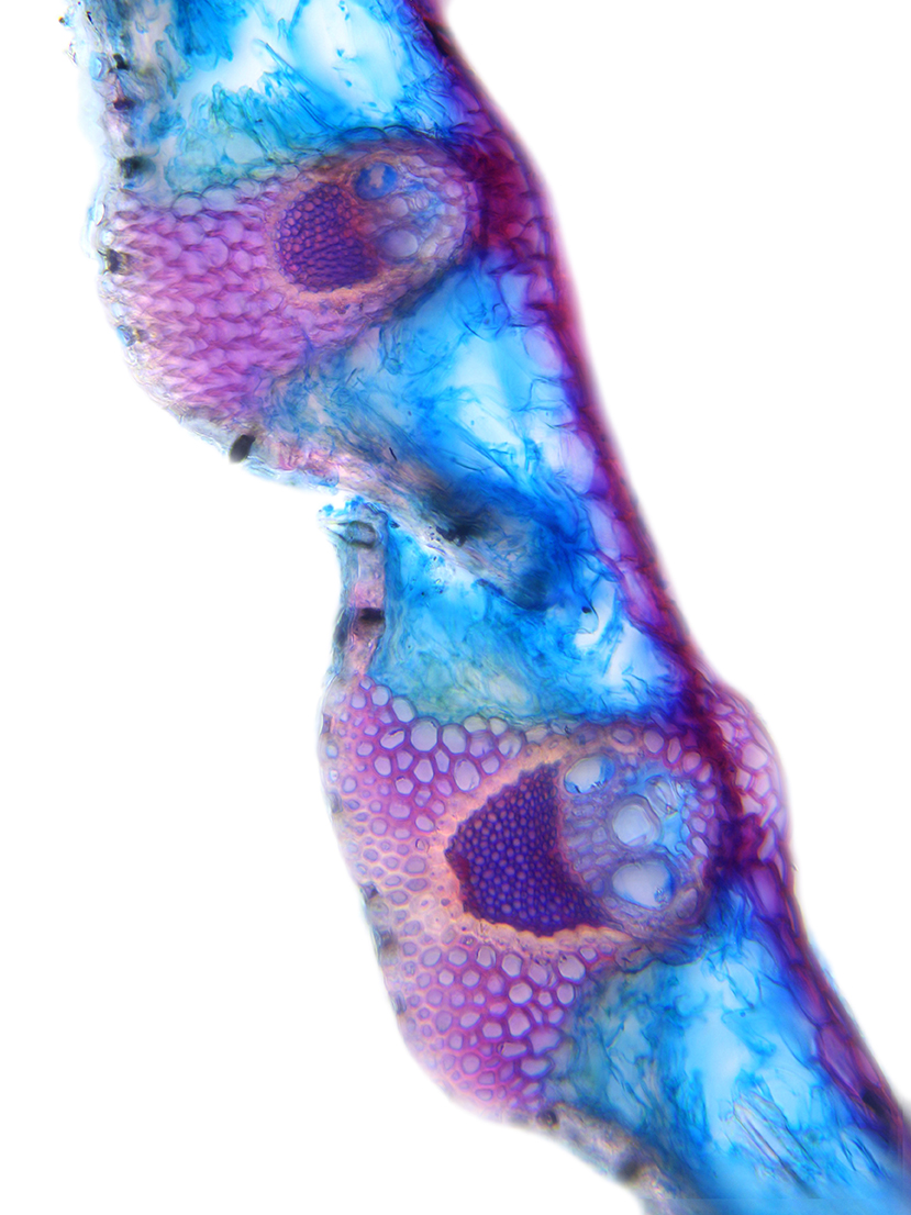 Monocots - Database of anatomical images