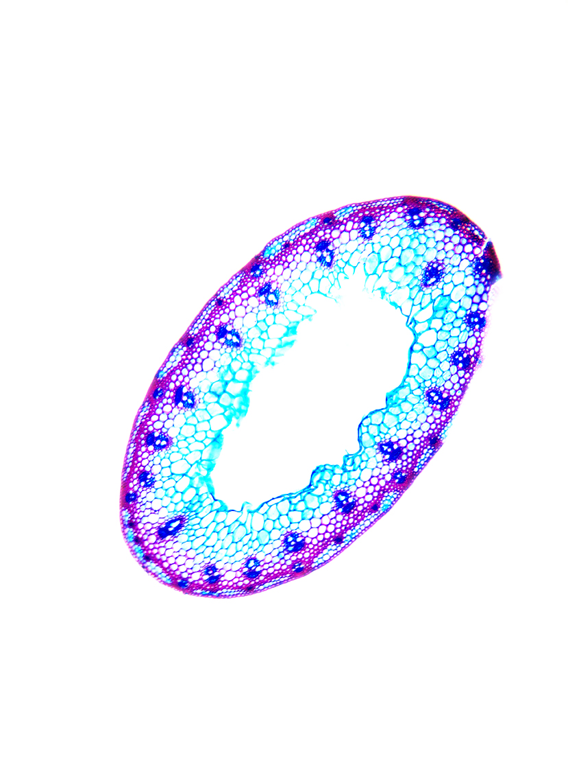Monocots - Database of anatomical images