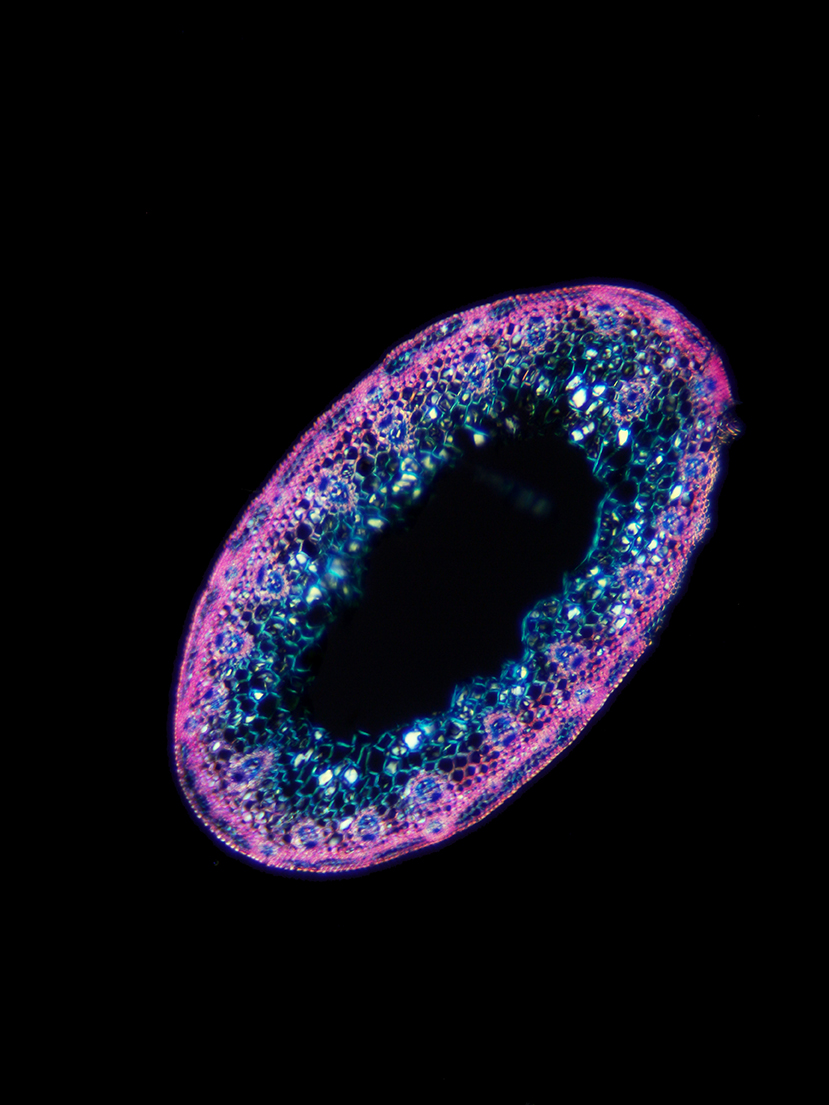 Monocots - Database of anatomical images