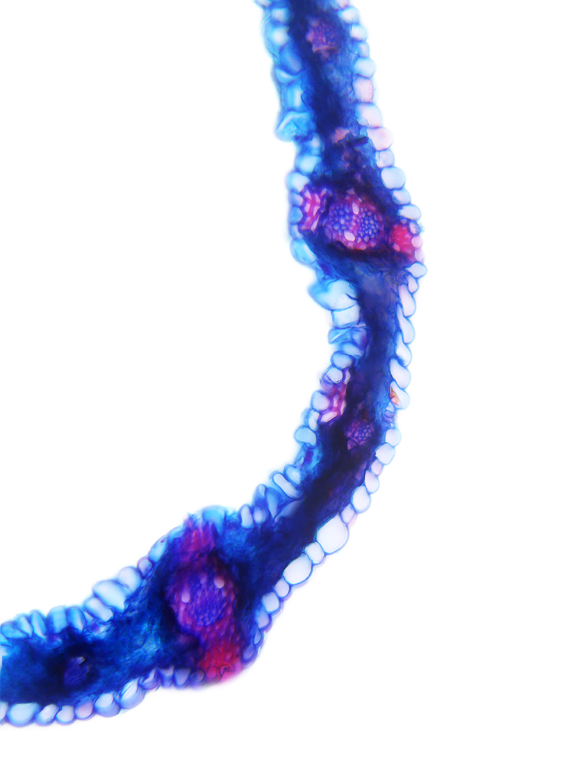 Monocots - Database of anatomical images