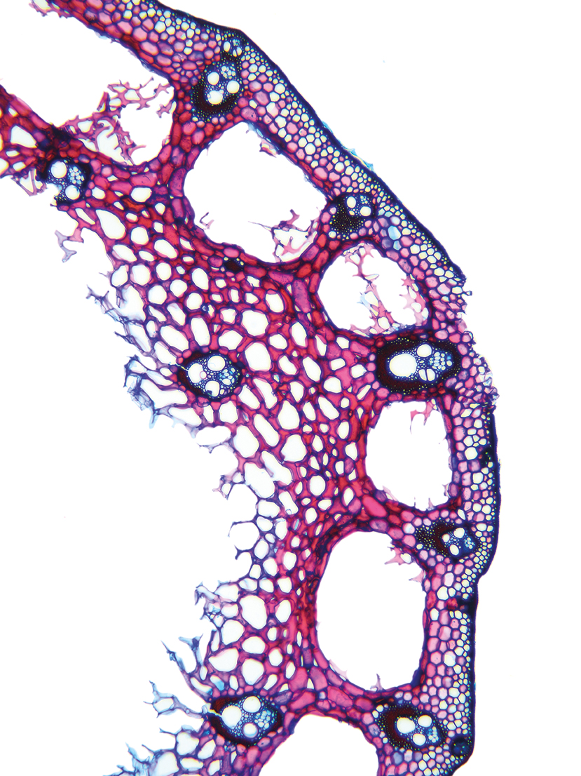 Monocots - Database of anatomical images