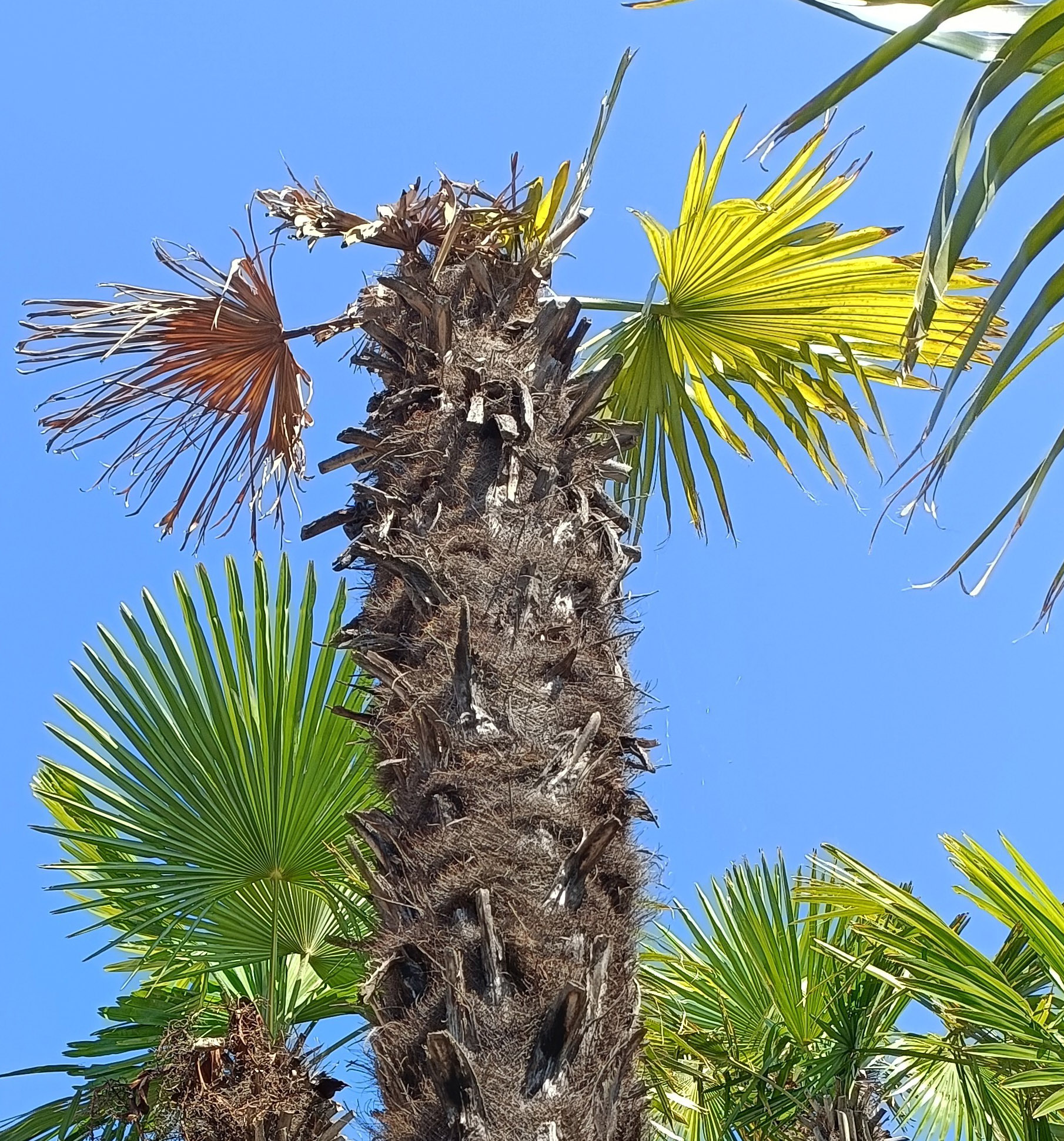 First sighting of the palm moth in Ticino
