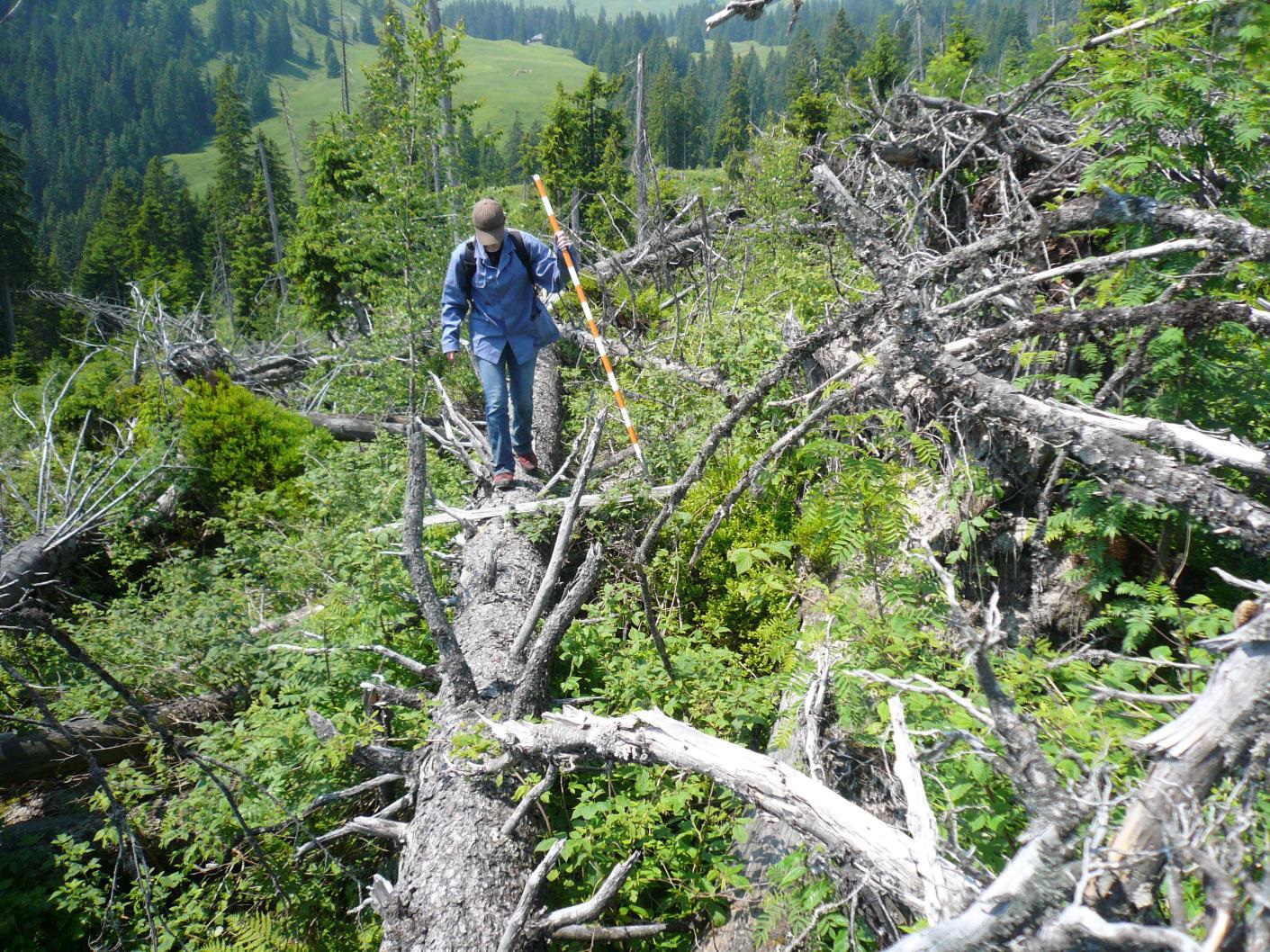 25 years after Lothar: How the windstorm rebuilt the forest