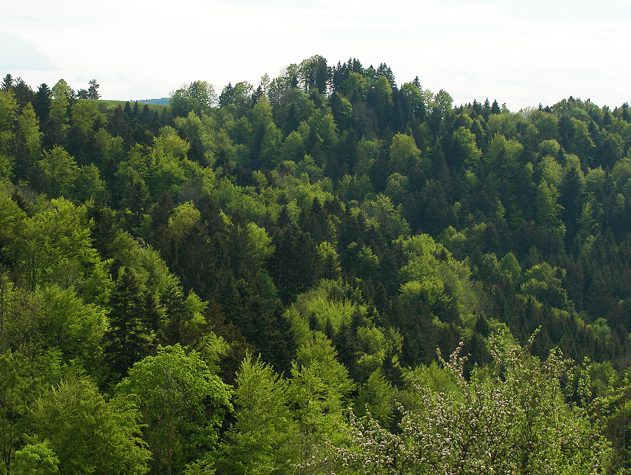 Anpassung an den Klimawandel: grosse Herausforderung für den Wald