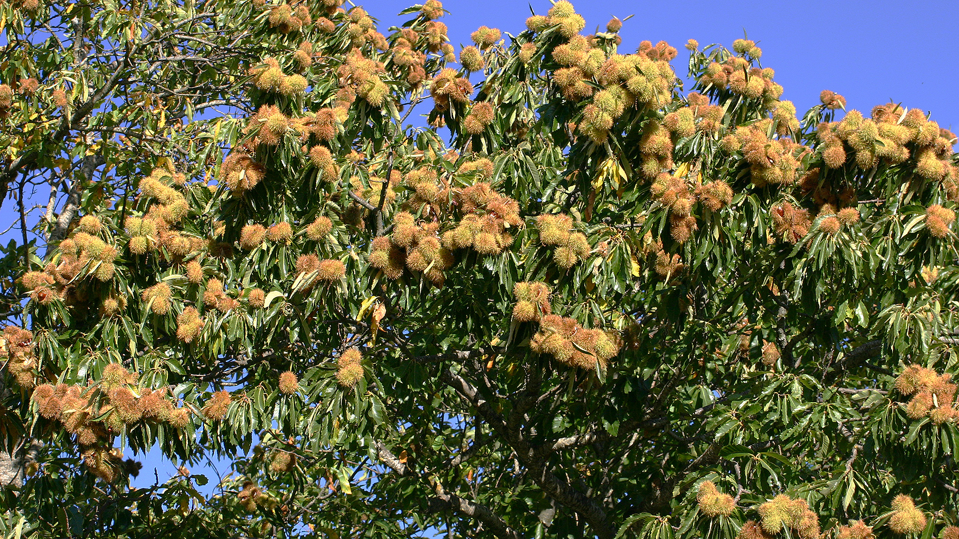 Kastanien in der Südschweiz: Wer holt die Ernte ein?
