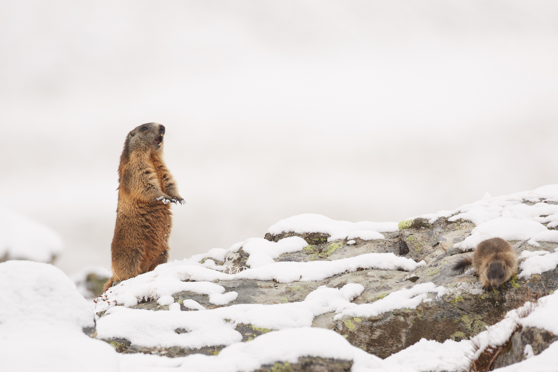 How the environment shapes the evolution of biodiversity