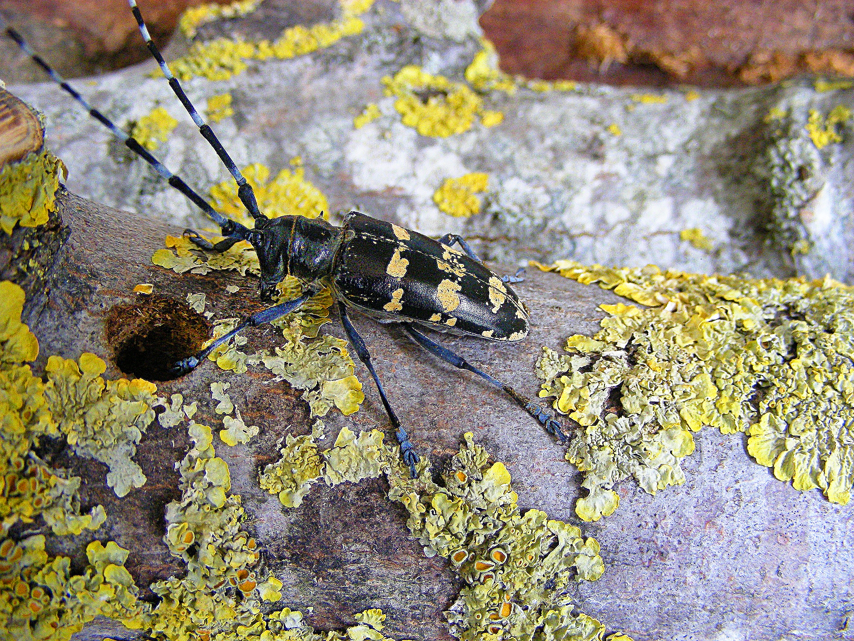 primeval future beetle