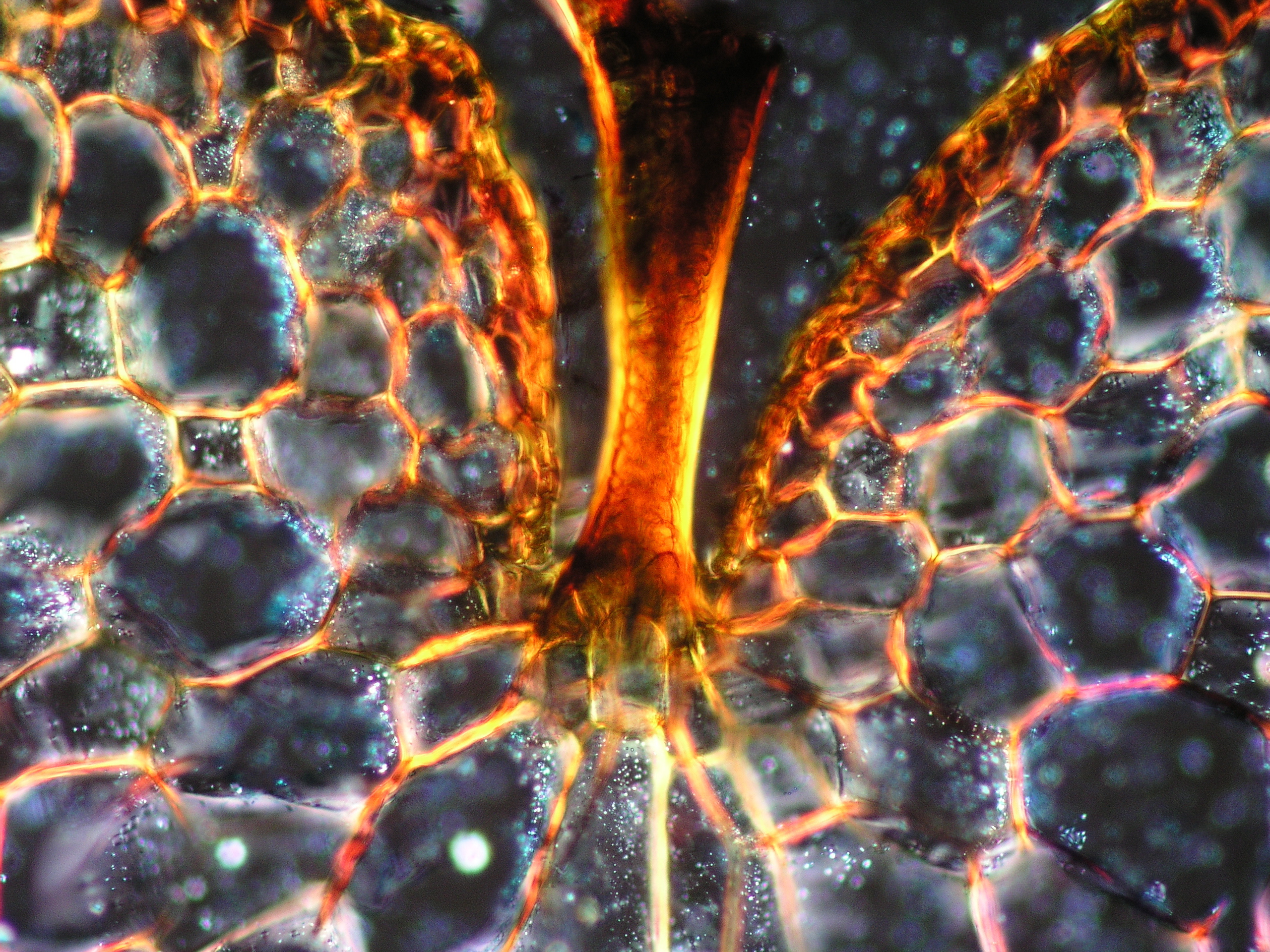 Ein Leben im Zeichen der Jahrringforschung