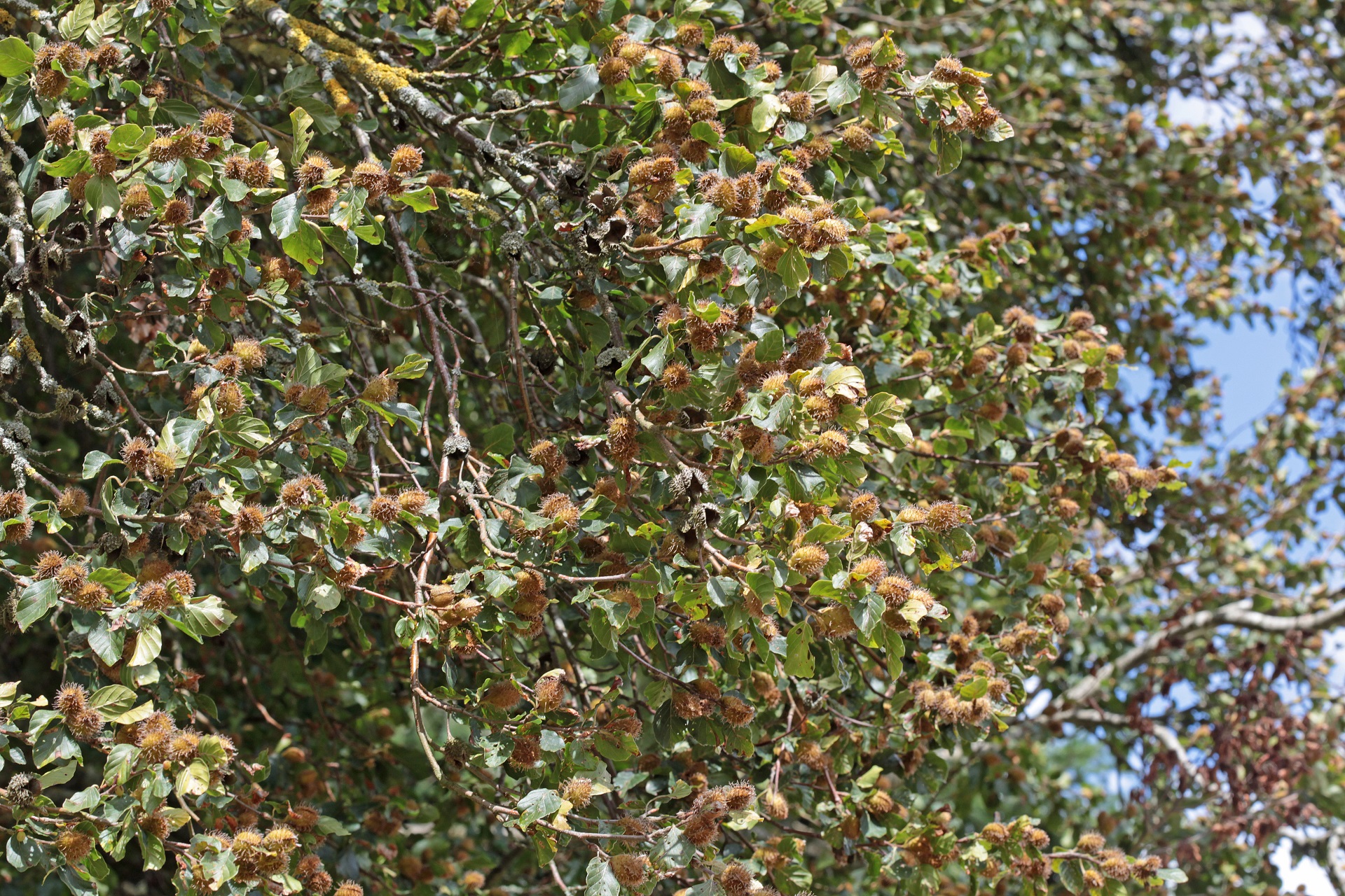 Summer drought 2018: Beech nuts prematurely dropped from trees
