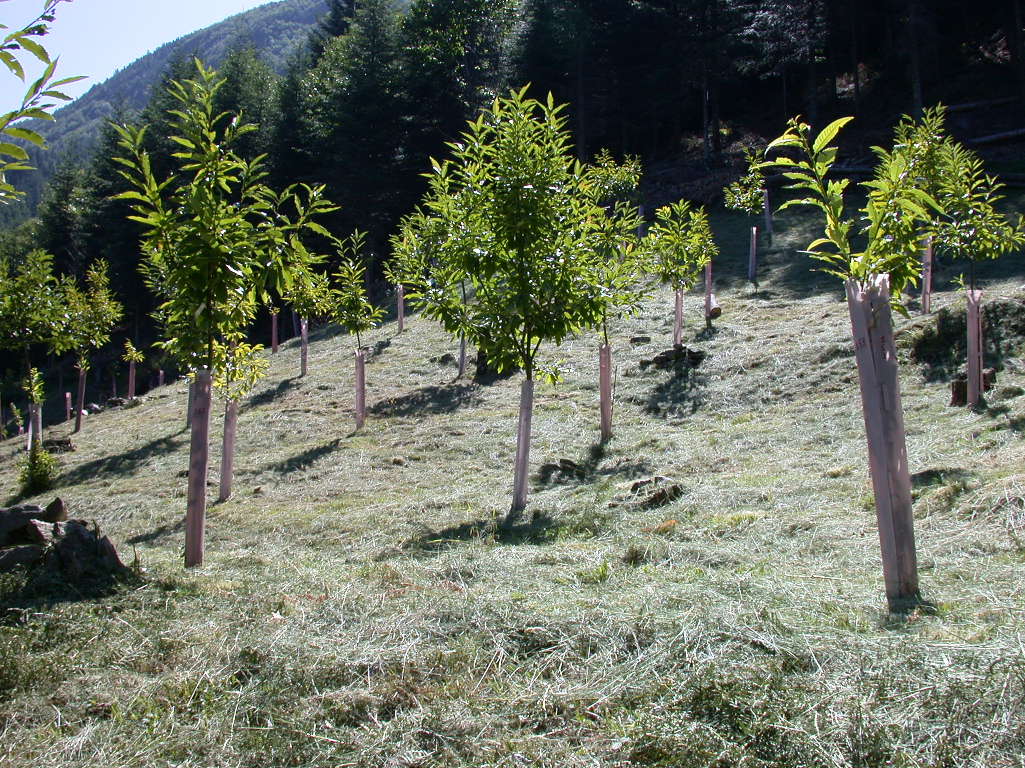 La Svizzera possiede una preziosa diversità genetica dei castagni