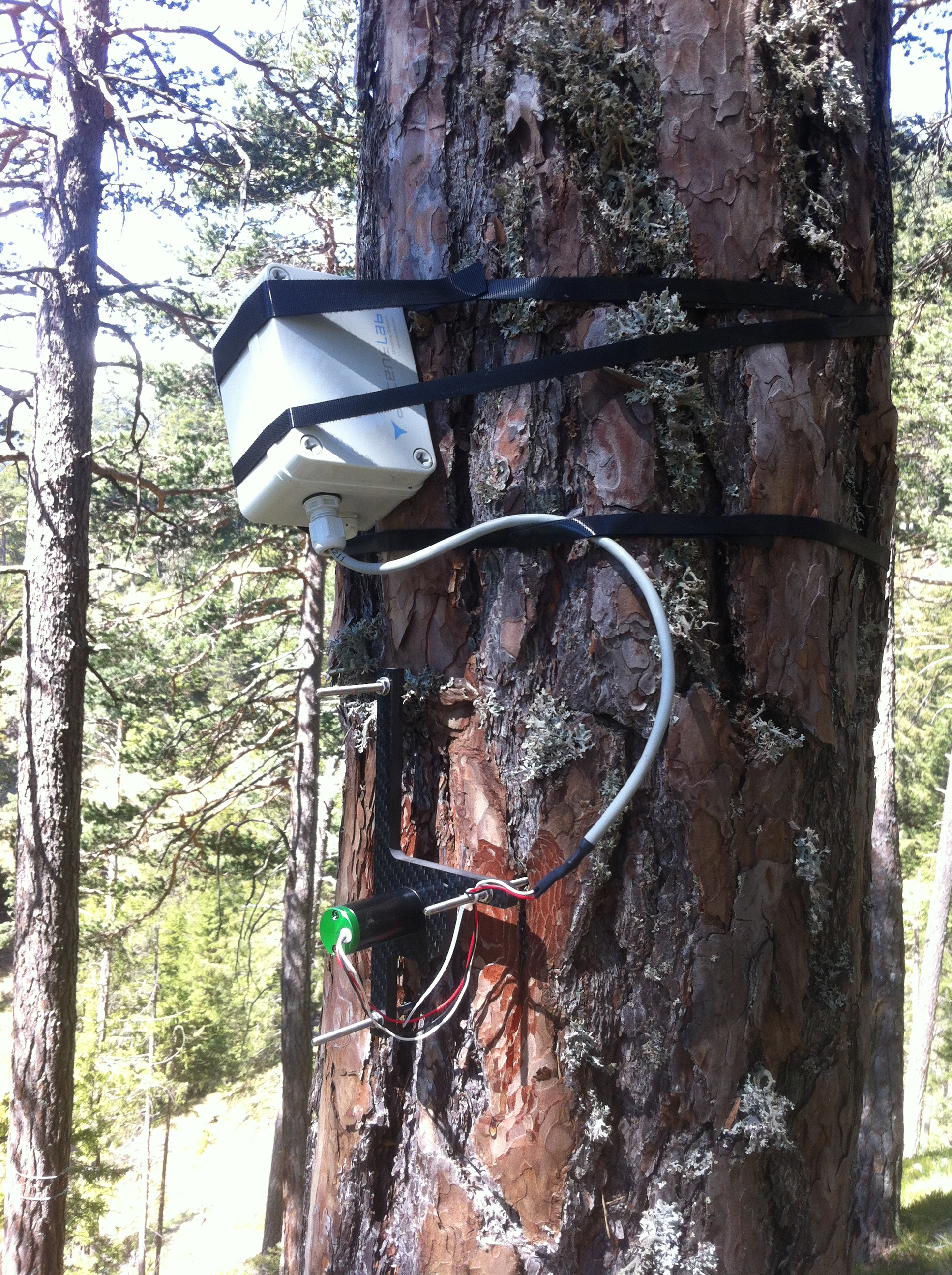 Pine trees have an ecological memory