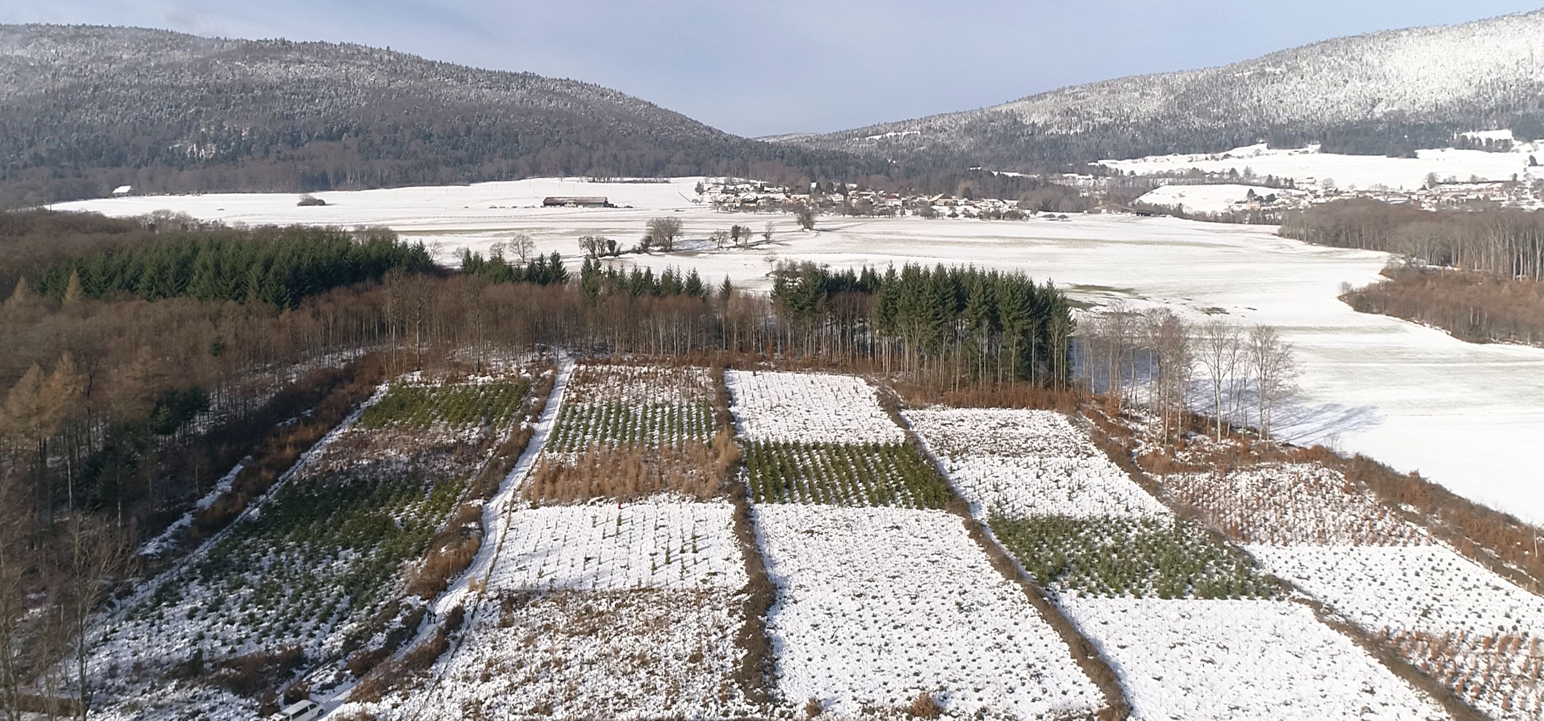 La tolérance climatique d’essences forestières testée dans toute la Suisse