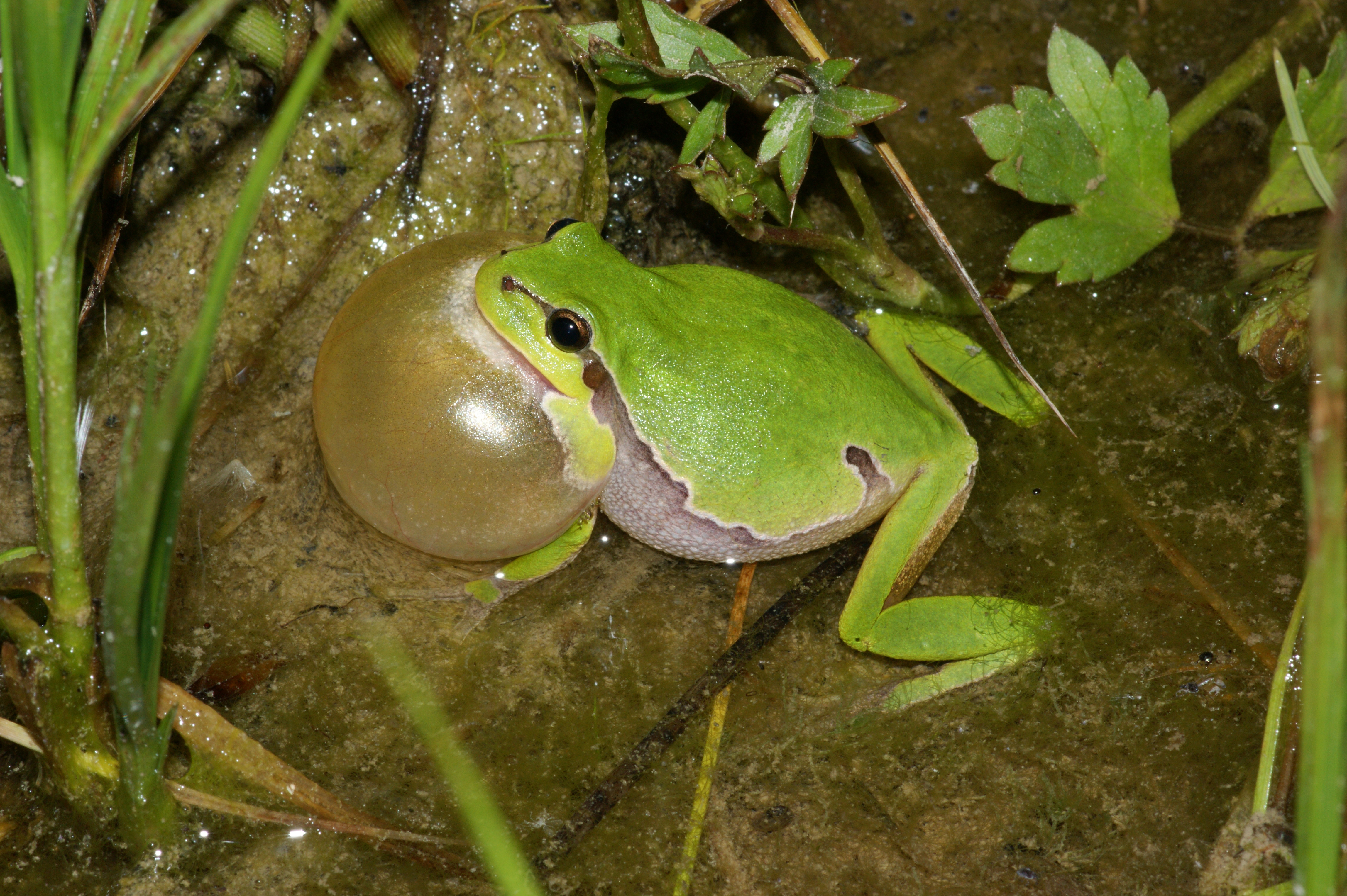 With new ponds against amphibian extinction