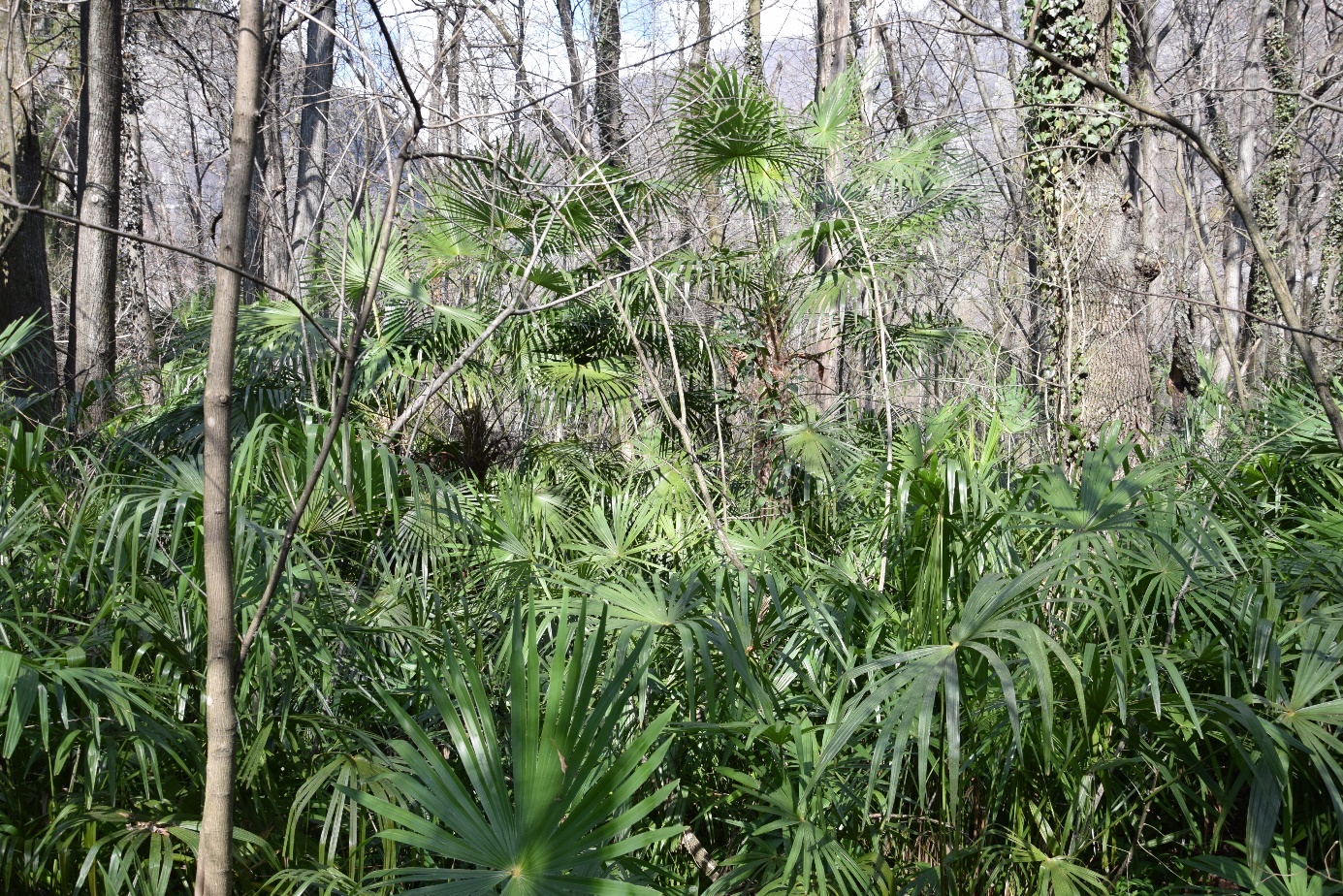 The "Ticino Palm" - an inconvenient beauty under scrutiny