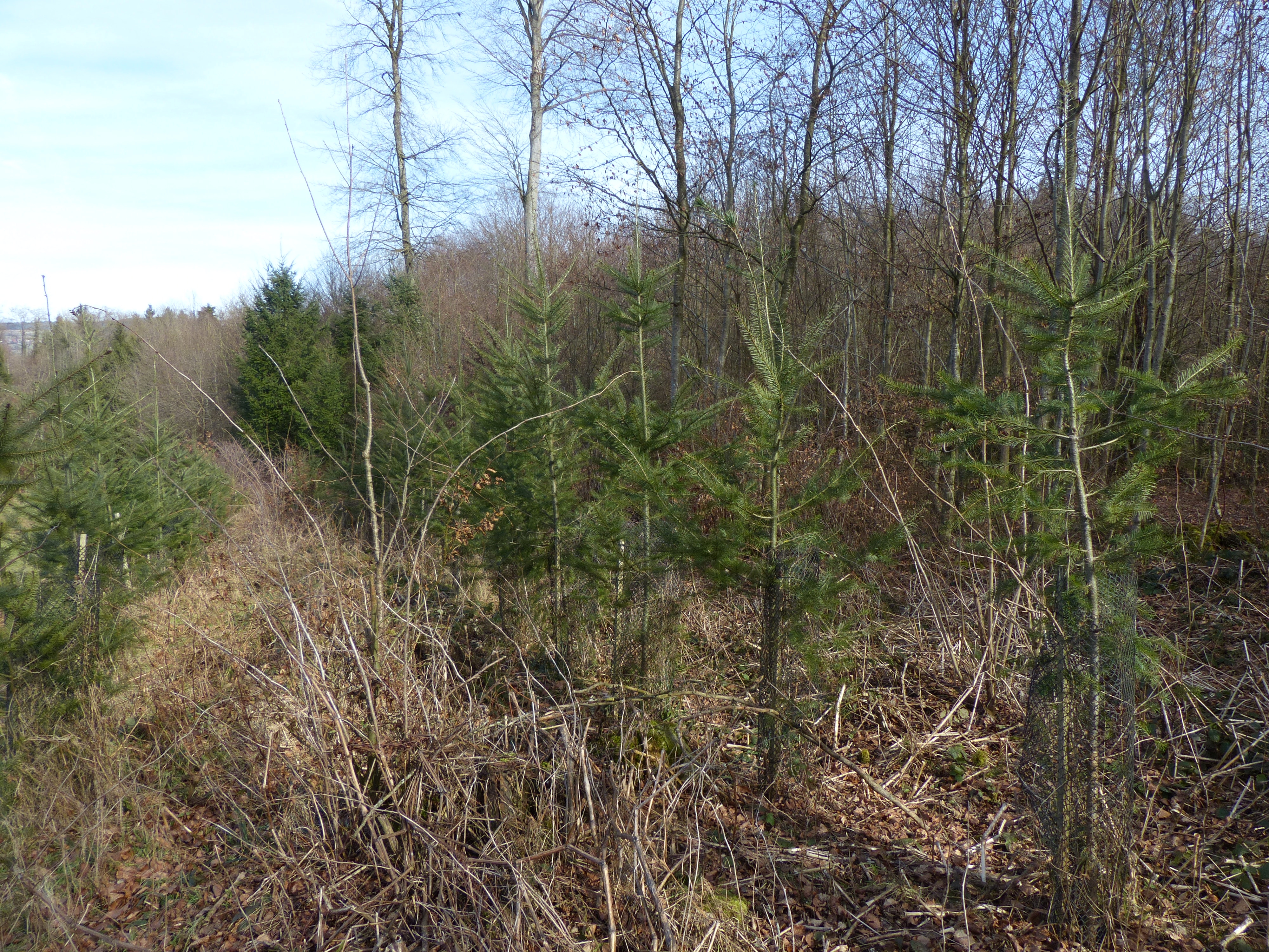 How non-native tree species affect biodiversity