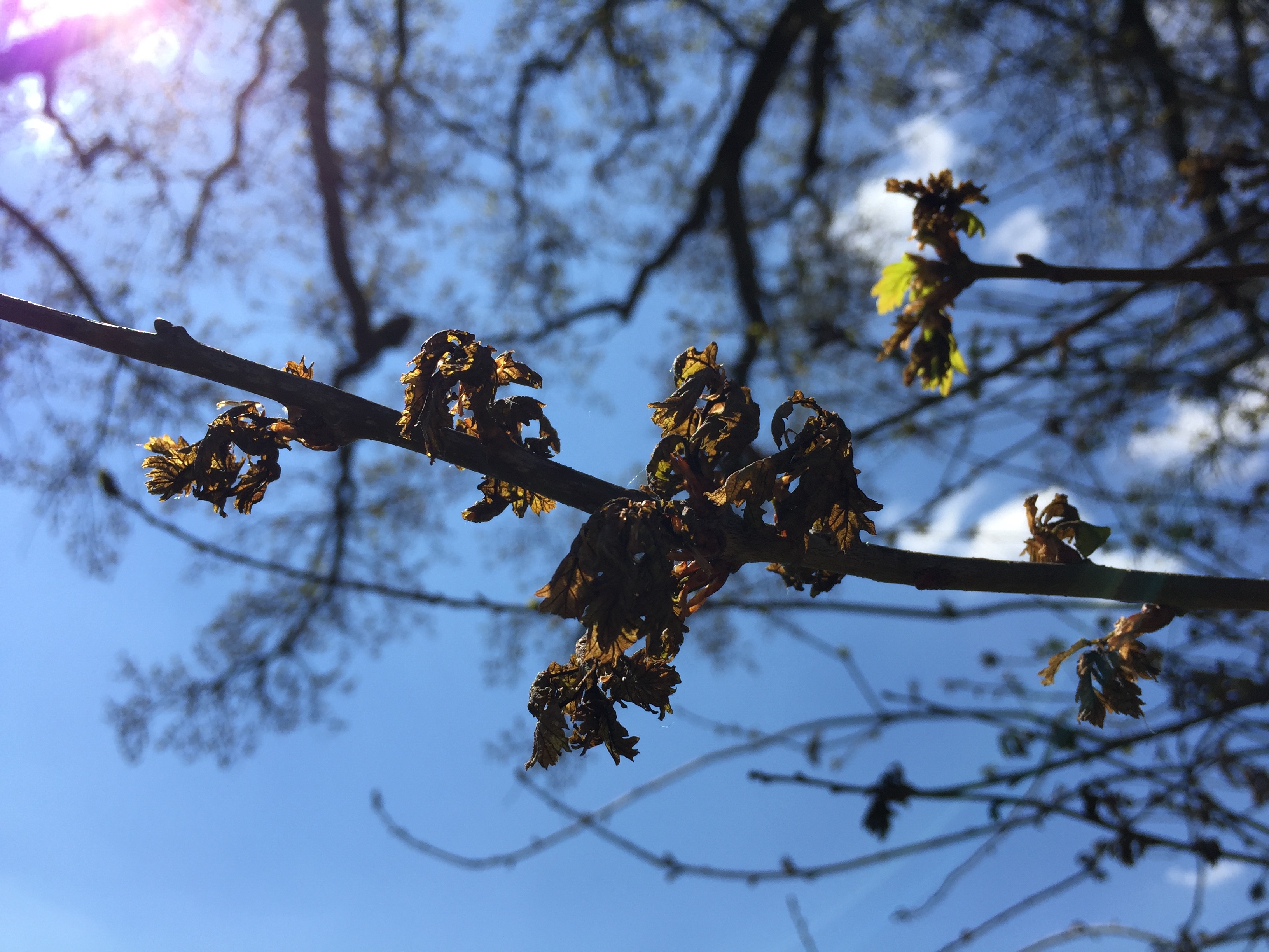 Climate change increases risk of spring frost