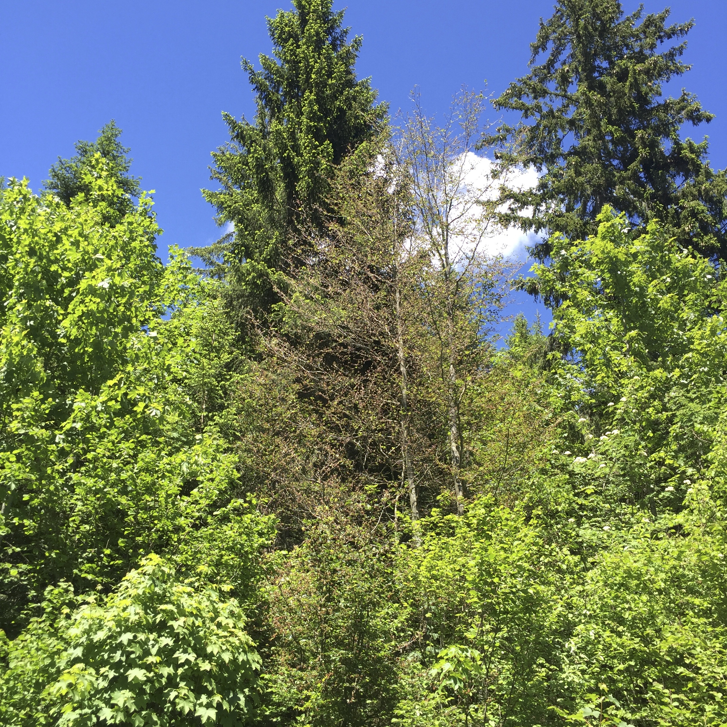 Climate change increases risk of spring frost