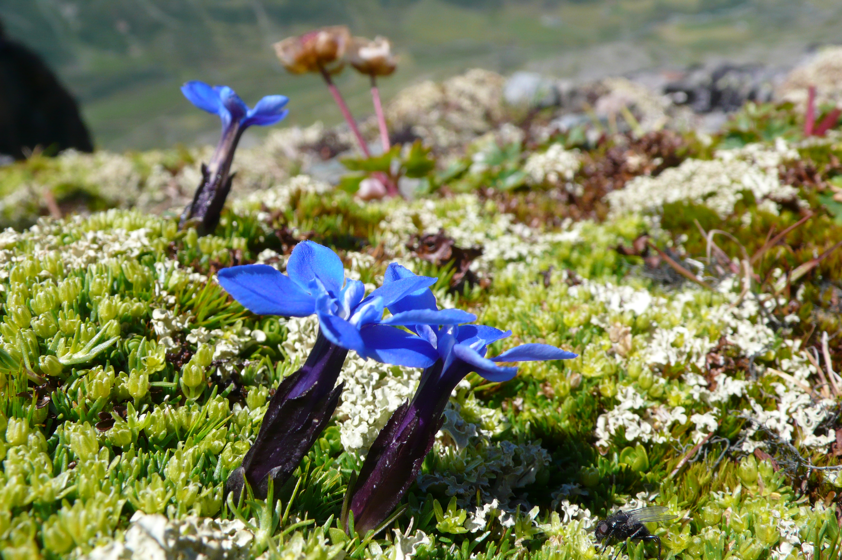 How alpine ecosystems are responding to climate change: it all comes ...