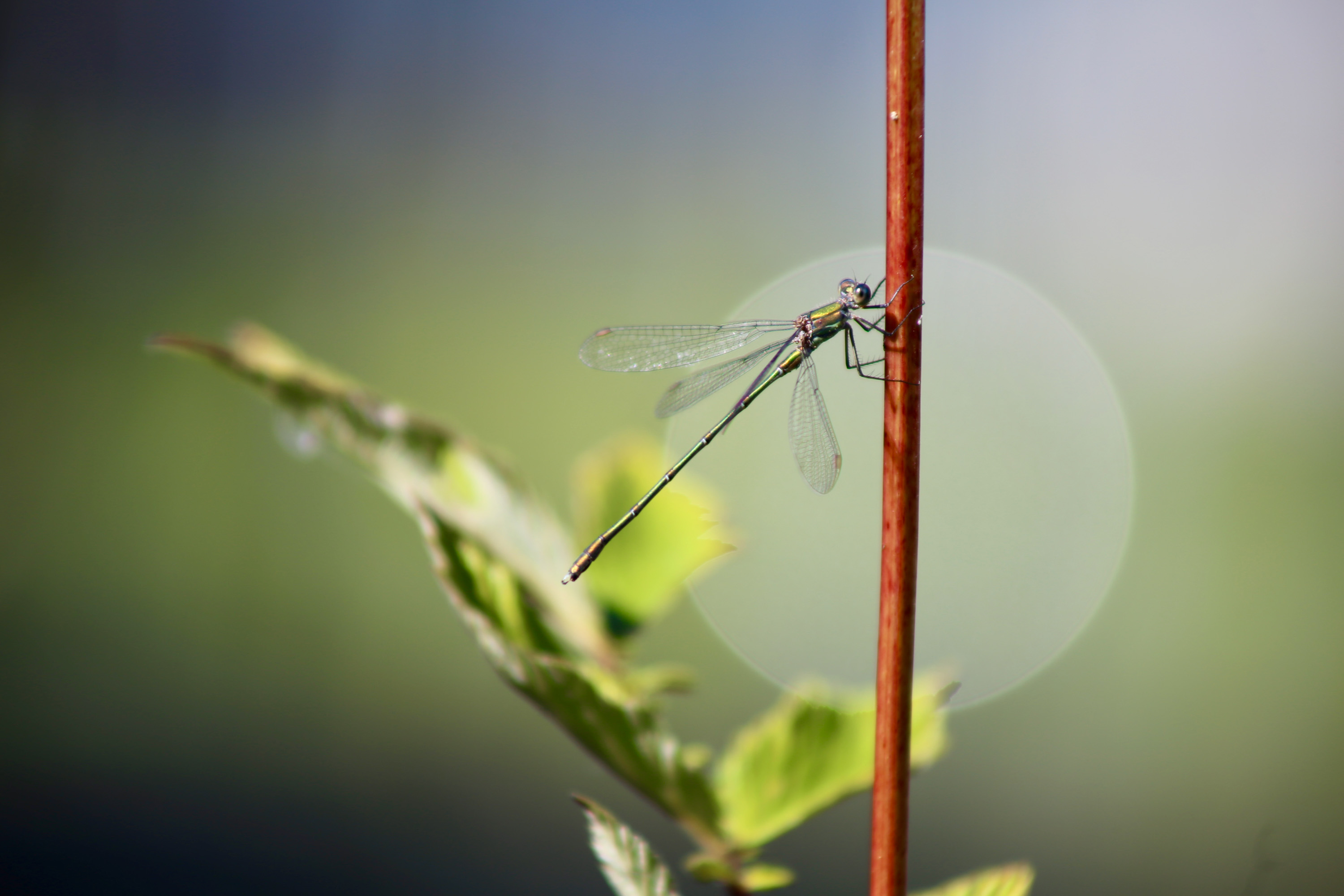 Global Warming Causes Changes in Swiss Insect Fauna