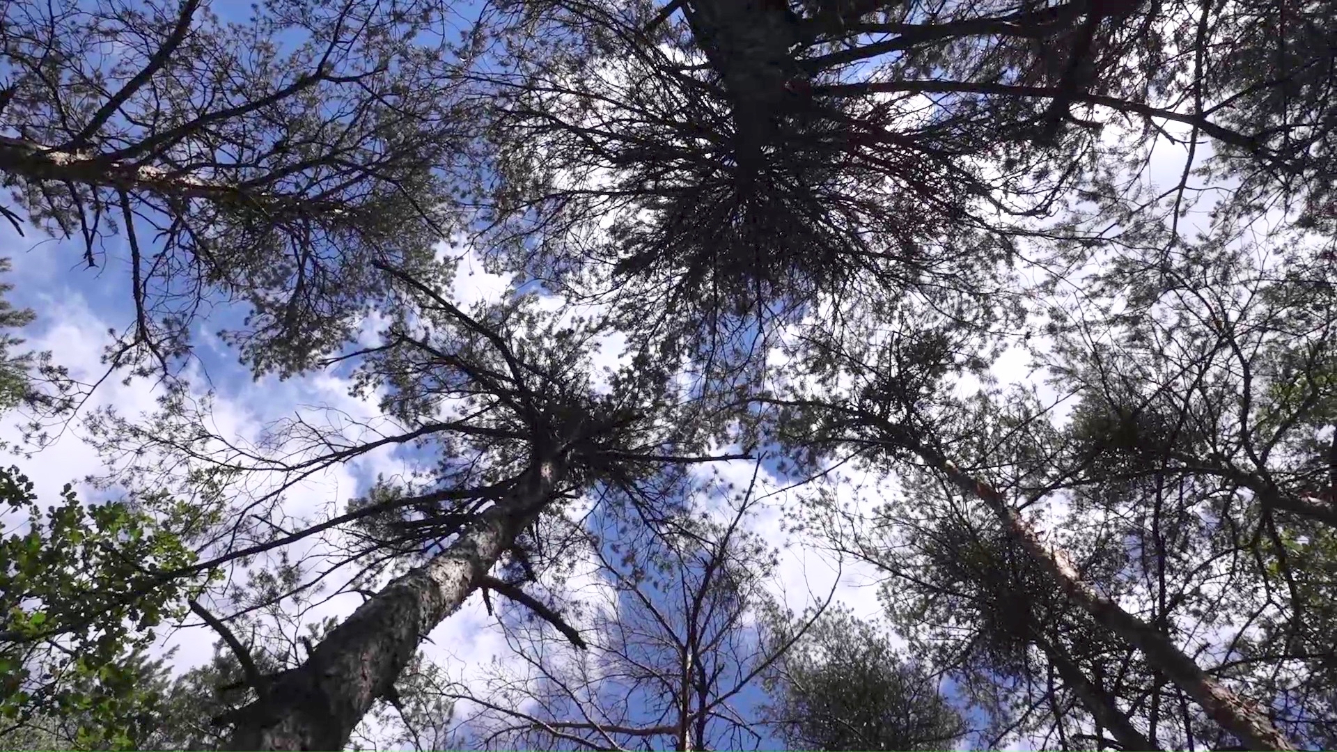 Acclimation and environmental memory - how do trees adjust to warmer ...