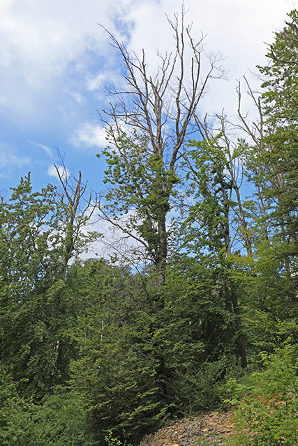Drought & beech: medium-term effects of the 2018 summer drought on ...