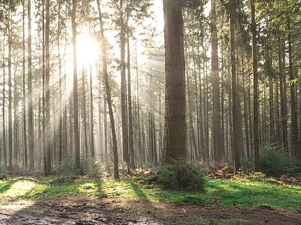 Understanding the influence of daylight on plant functioning from leaf ...