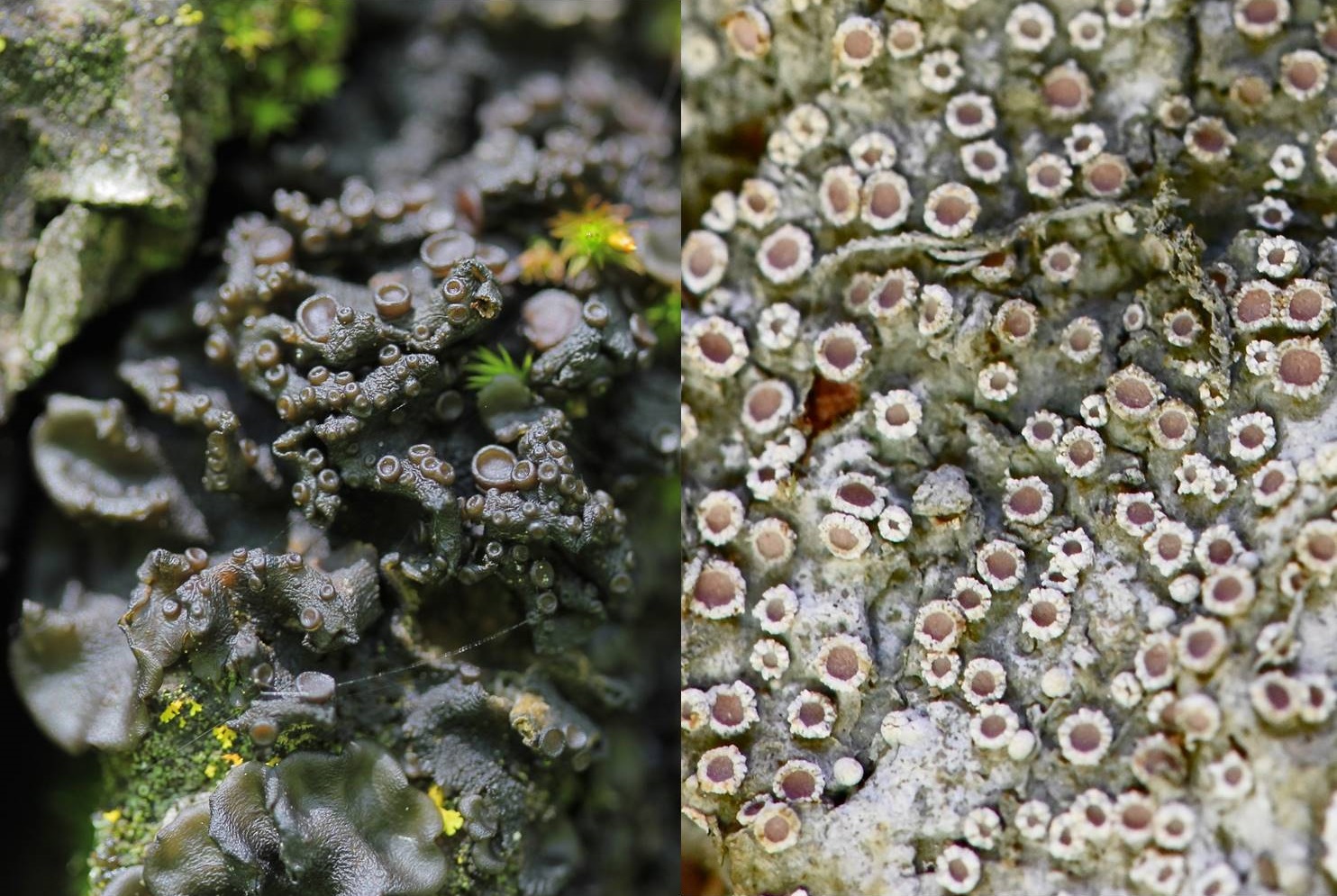 Revision der Roten Liste der Flechten 2002