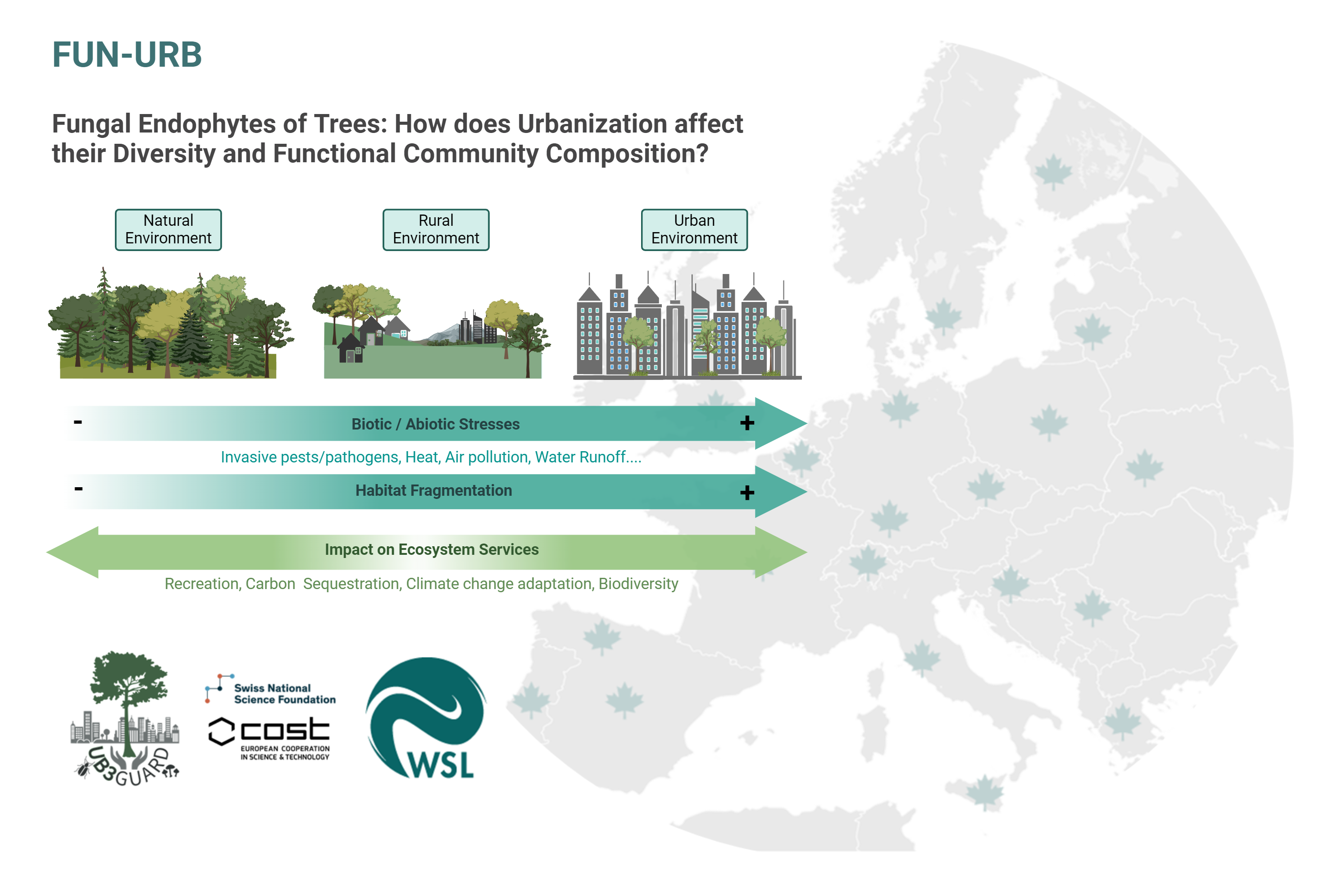 Fungal endophytes of trees: how does urbanization affect their ...