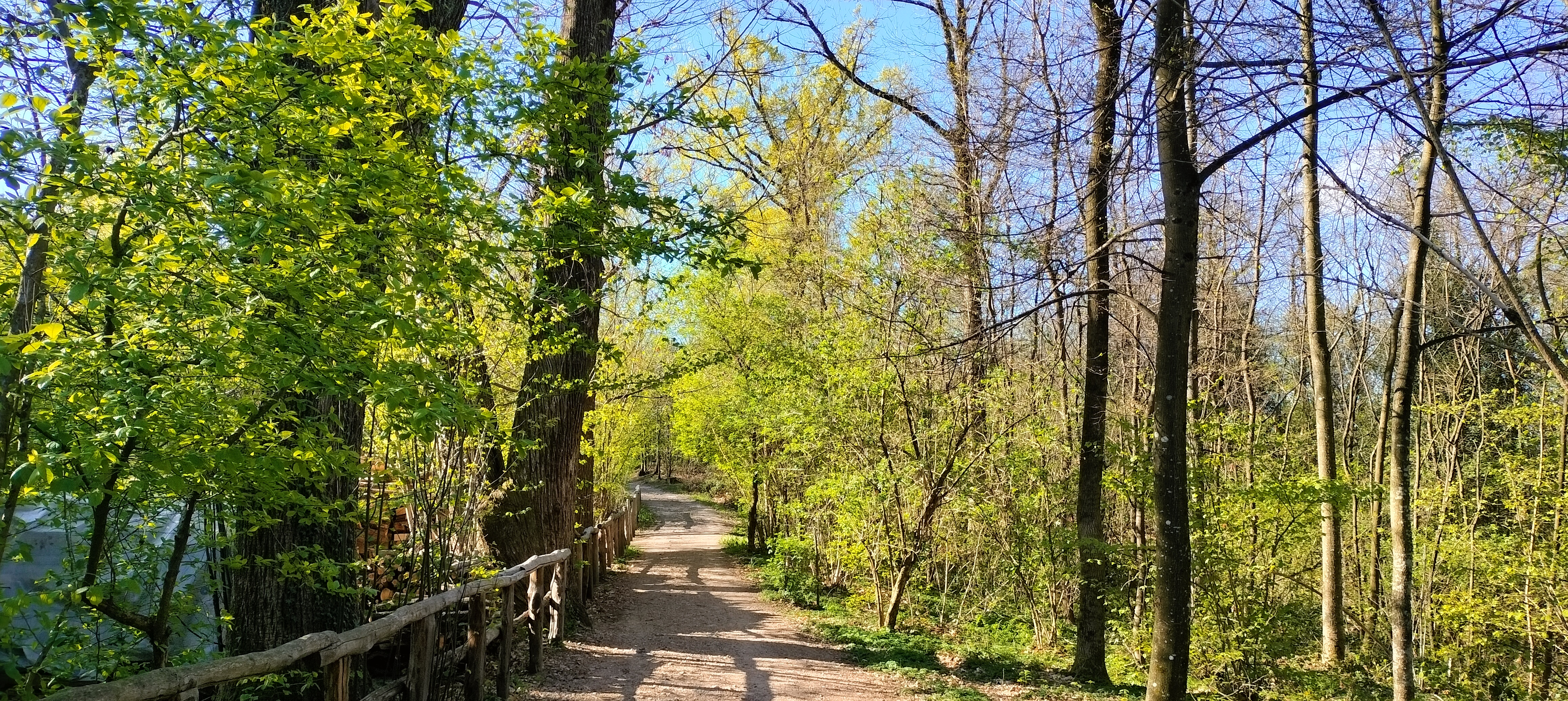 Role of birds in biosecurity of urban trees and forests