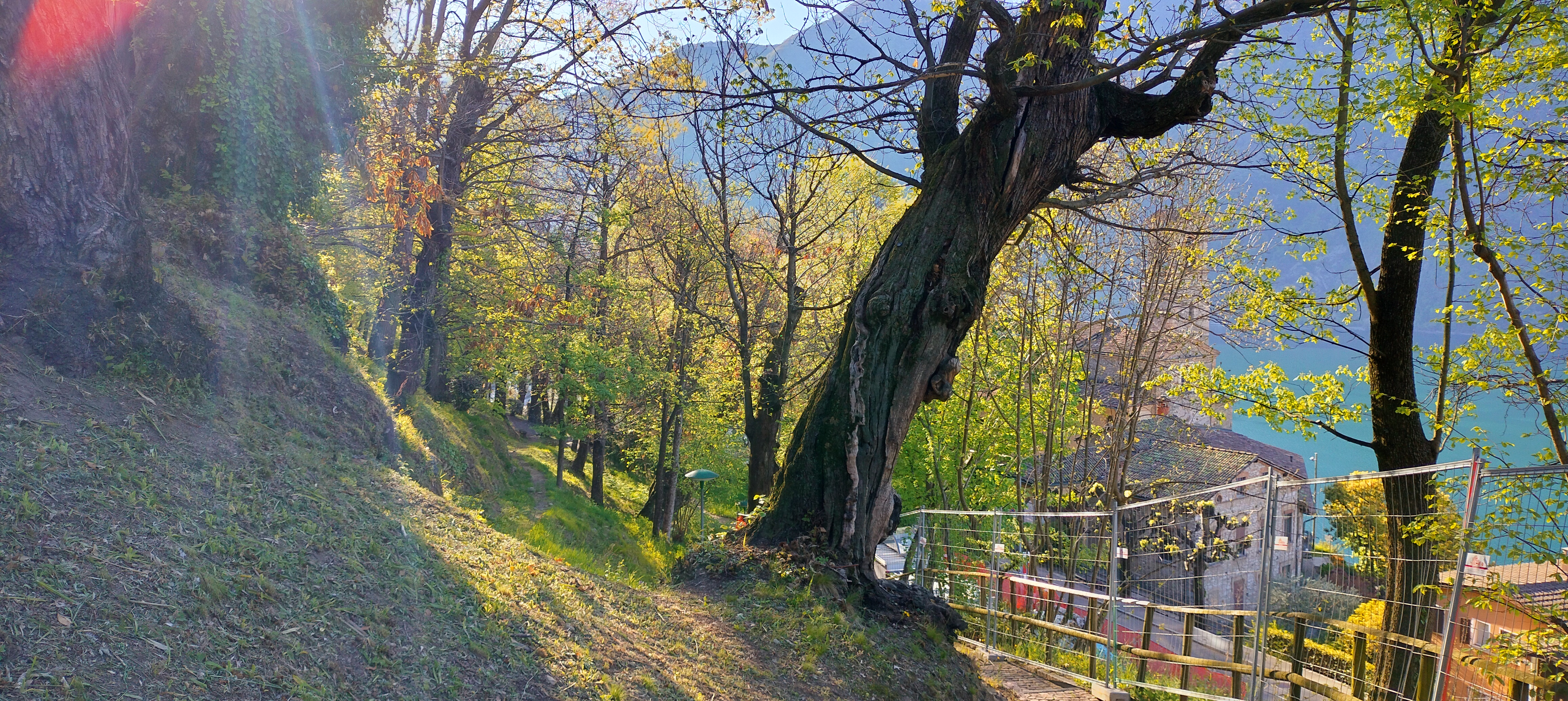Role of birds in biosecurity of urban trees and forests